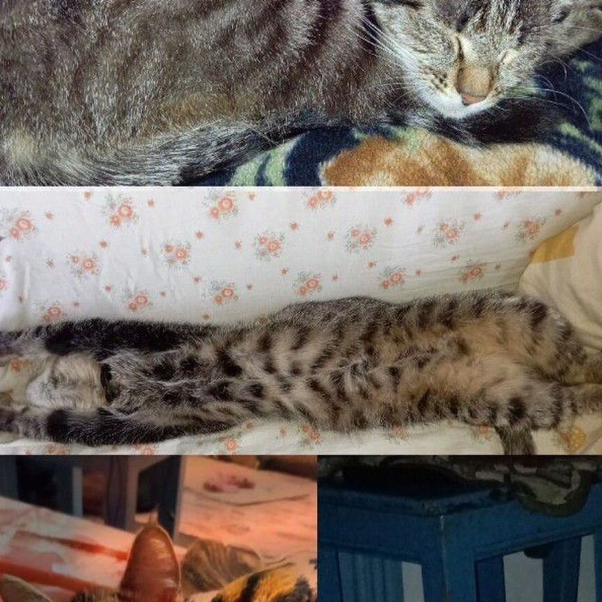 Европейская короткошёрстная кошка, взрослая