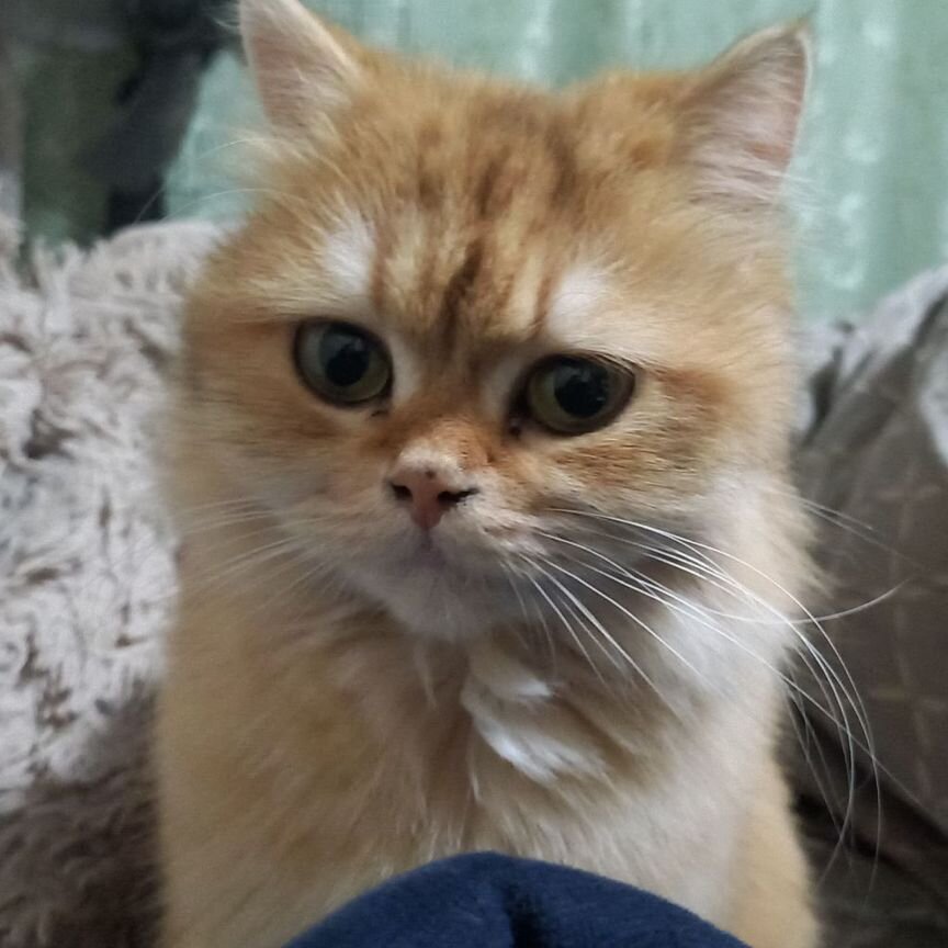 Британская длинношёрстная кошка, взрослая