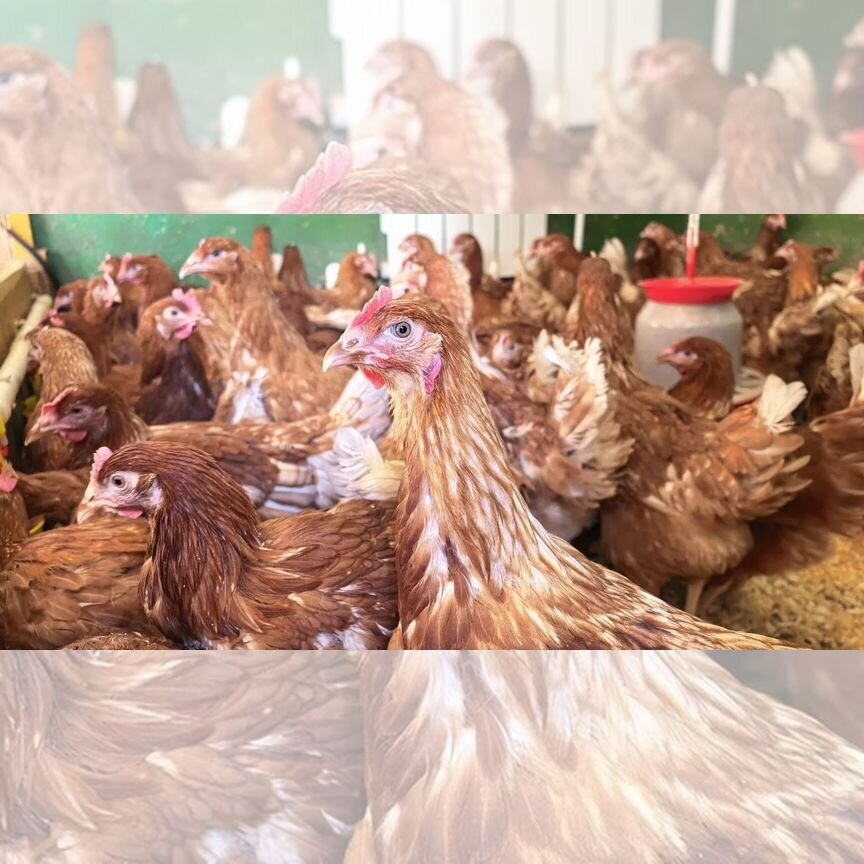 Куры несушки в наличии