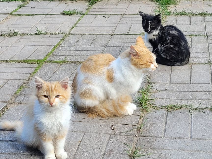 Котята в добрые руки бесплатно