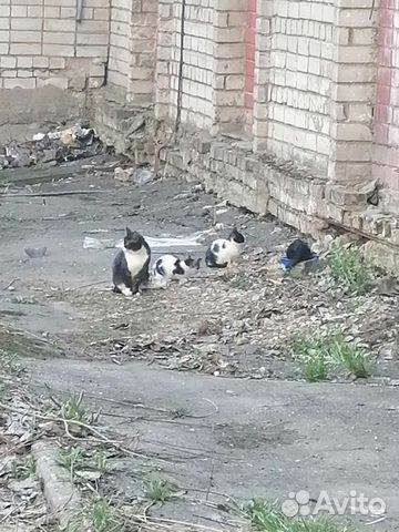 Котята в добрые руки