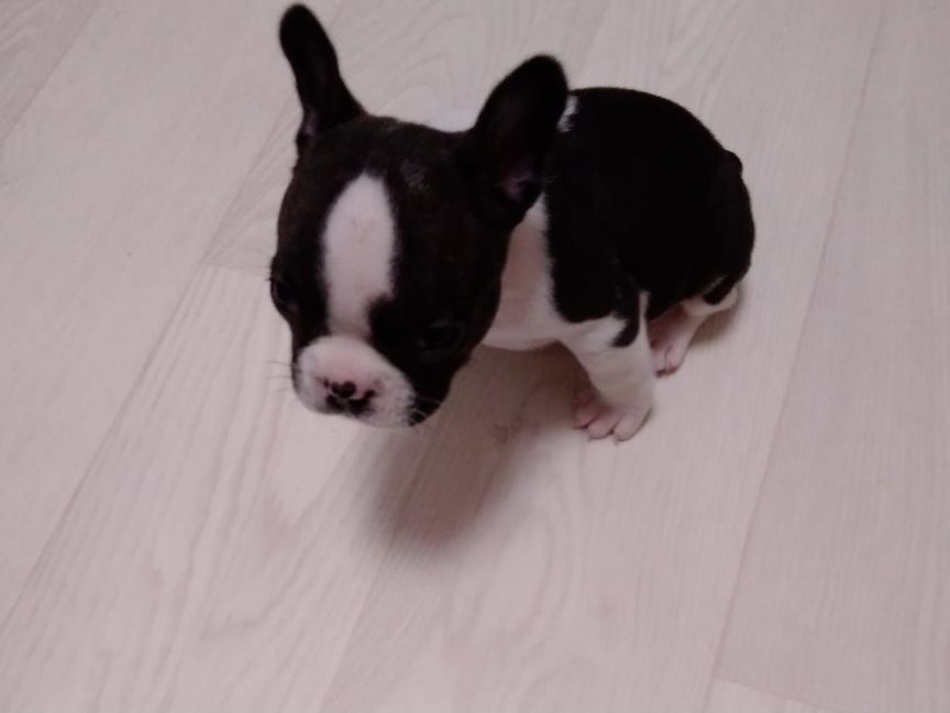 Французский бульдог щенки