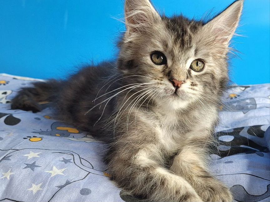 Мейн-кун дымная девочка