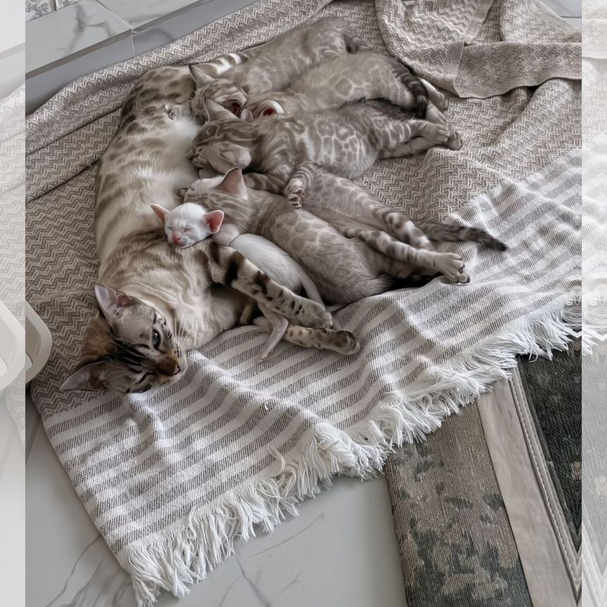 Бенгальские котята Снежный Линкс