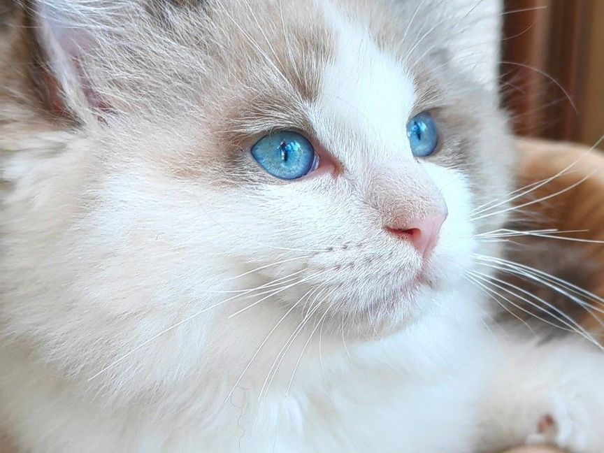 Рэгдолл котята