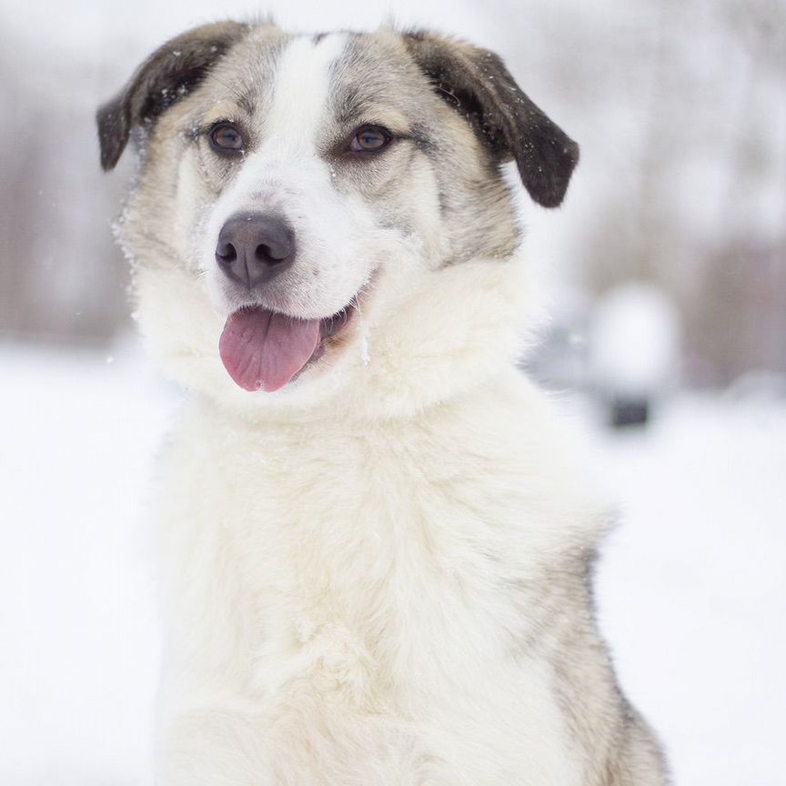 Собака Эльза в добрые руки