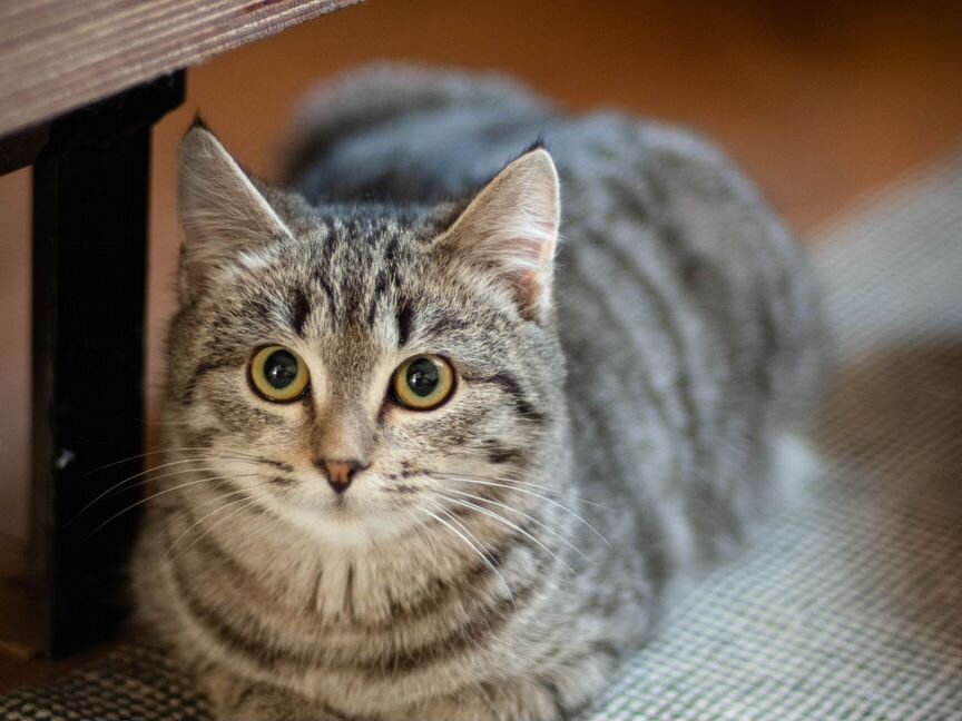 Котенок в добрые руки