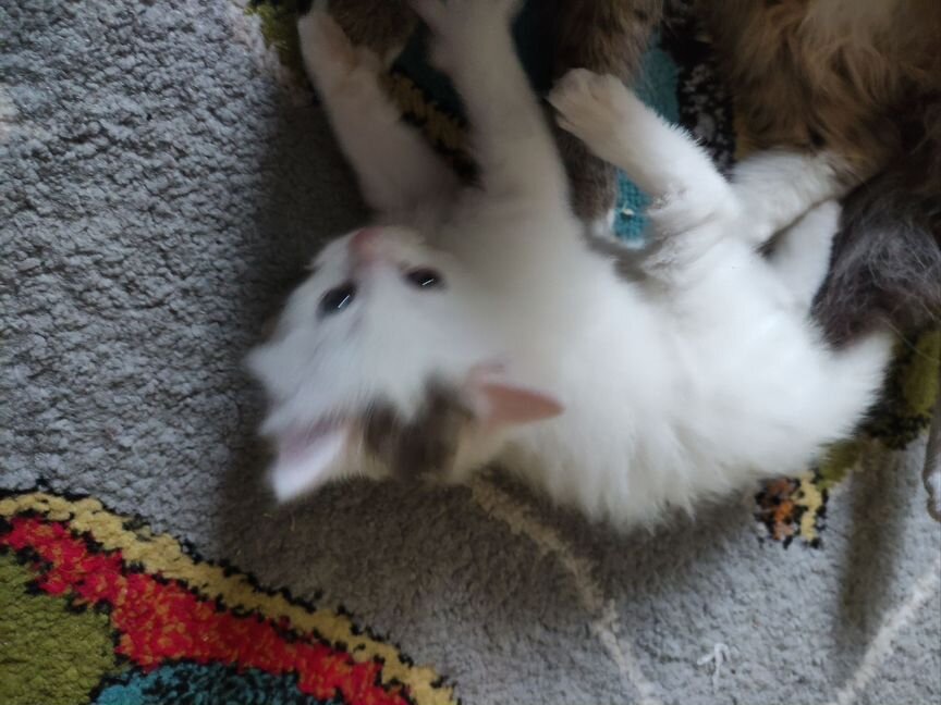 Домашние животные котята