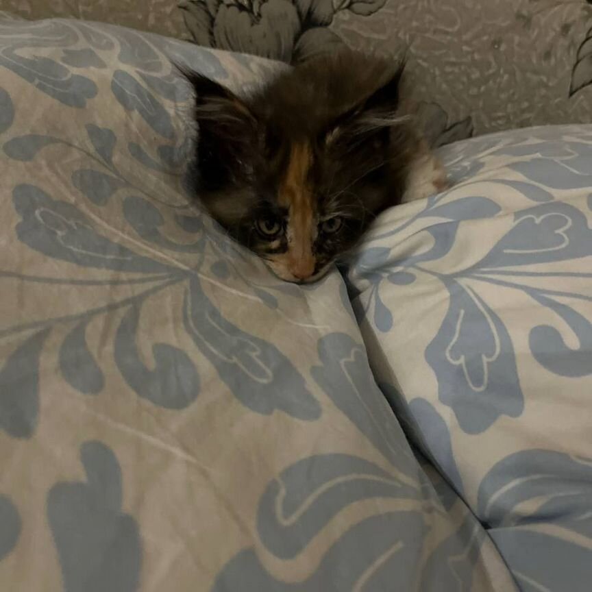 Котенок мейн-кун триколор