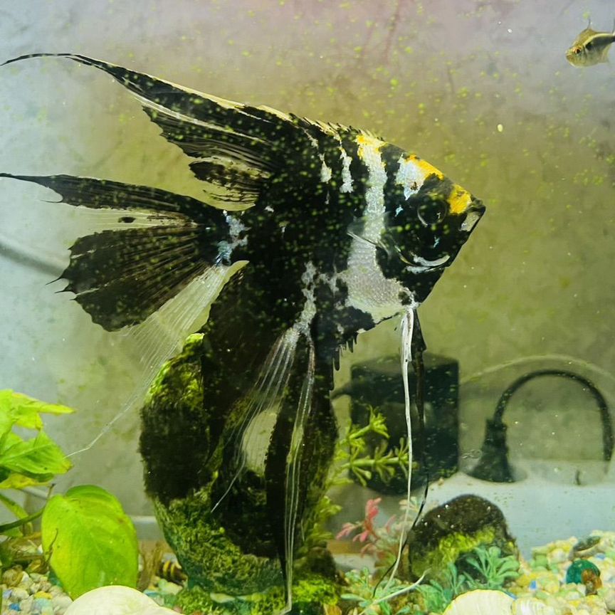 Скалярия черная