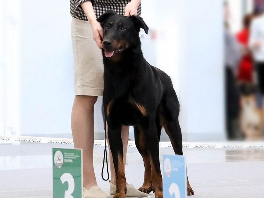 Французская овчарка