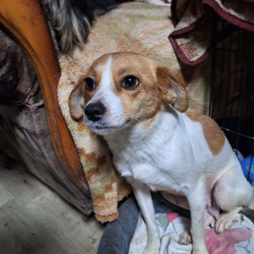 Мелкая собачка