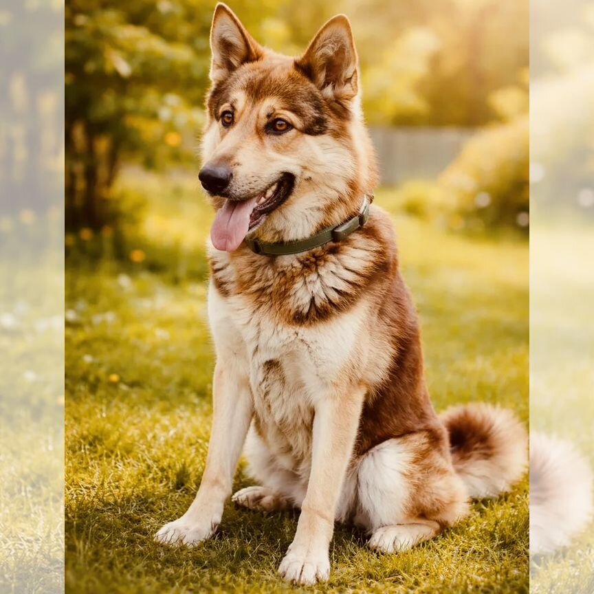 Немецкая овчарка, взрослый пёс