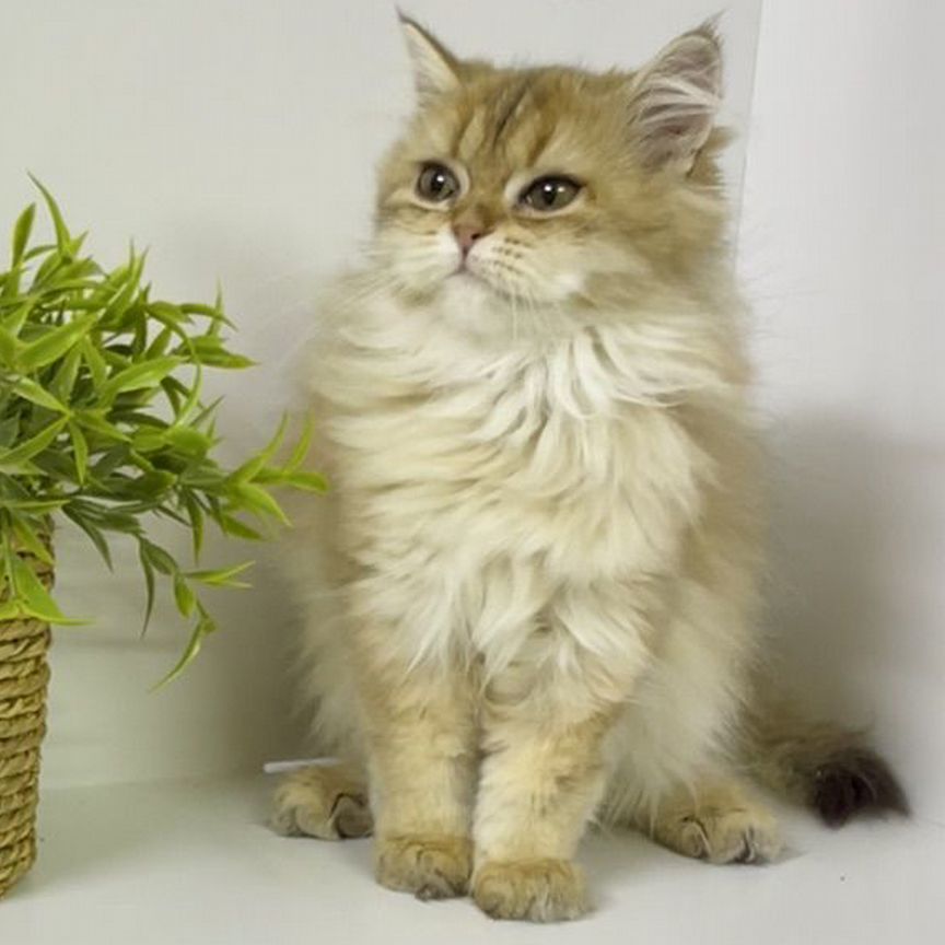 Шотландские котята, девочка