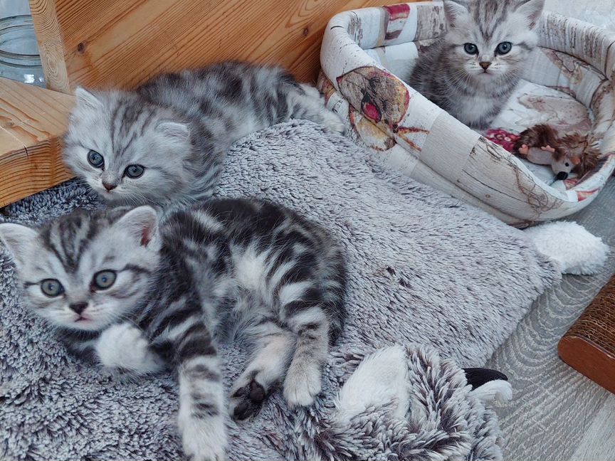 Шотландские котята