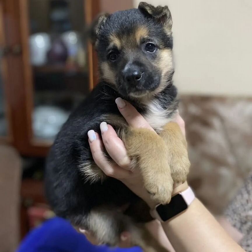 Щенок в добрые руки