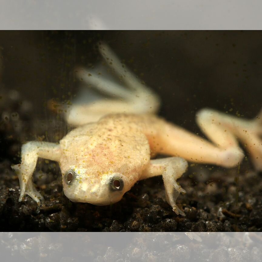 Лягушка карлик гименохирус беттгера белая