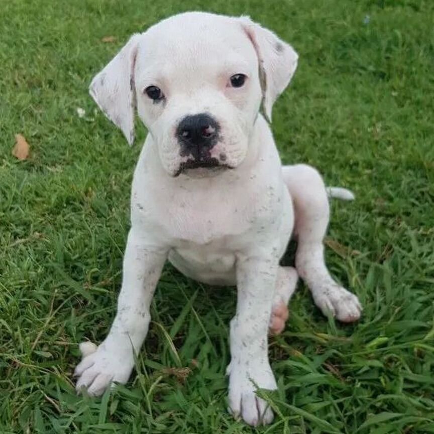 Американский бульдог щенки