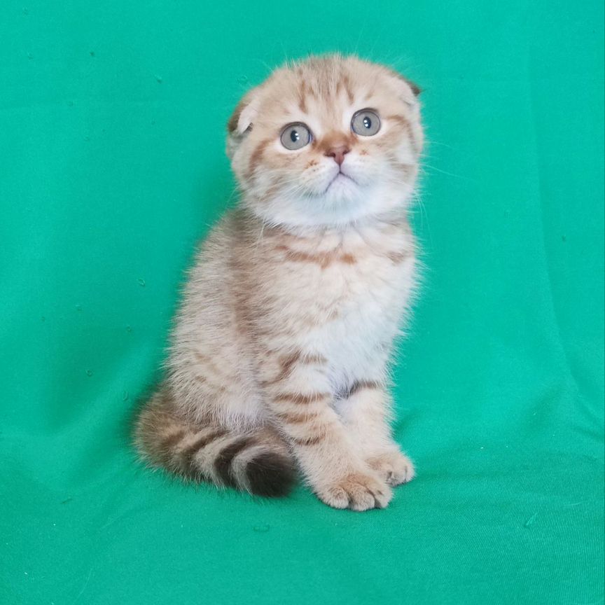 Шотландские лапусики