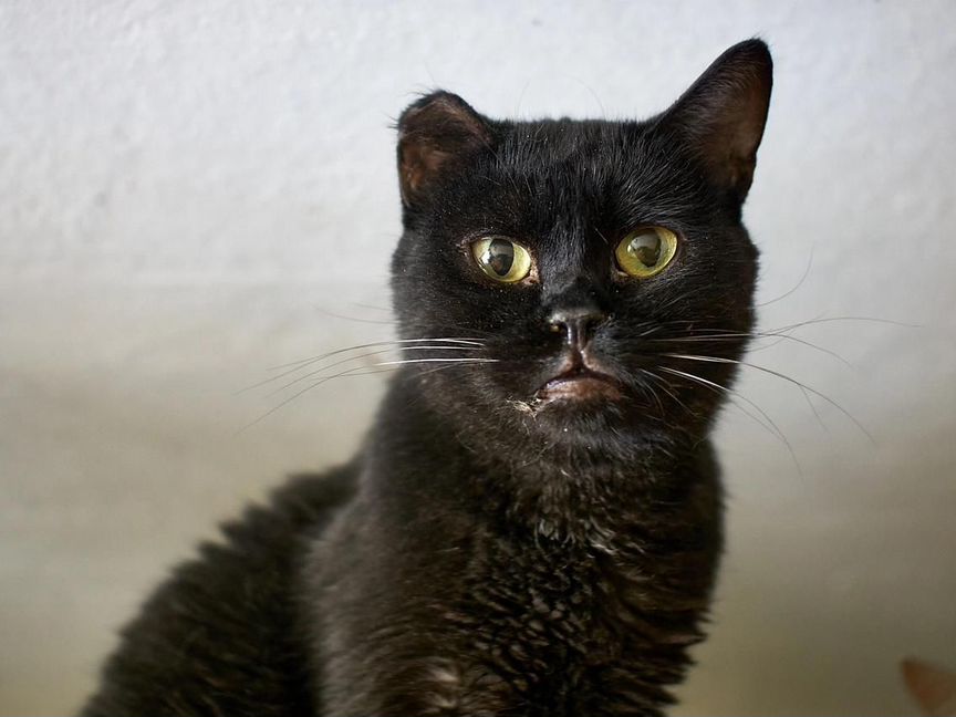 Больная кошка Монти из приюта ищет дом