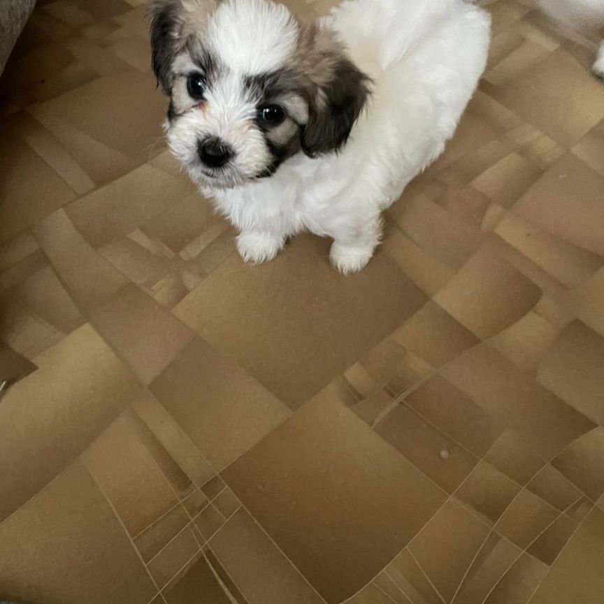 Бишон банда