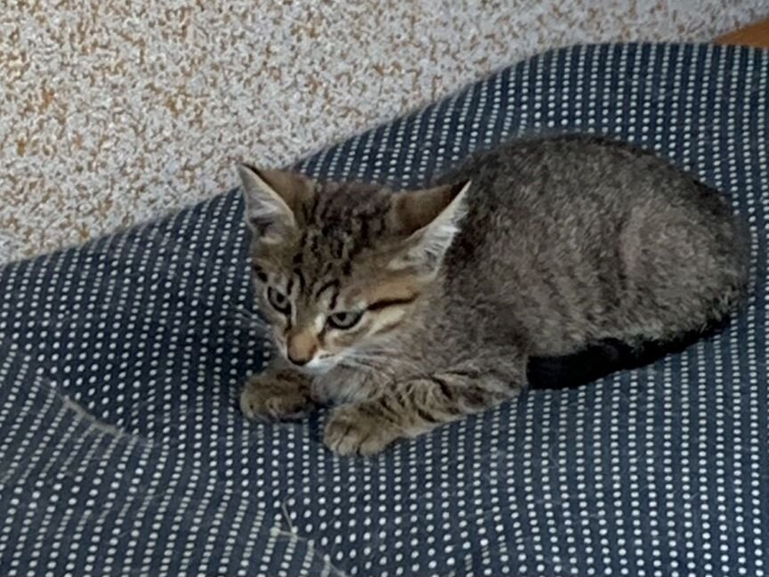 Кошки в добрые руки