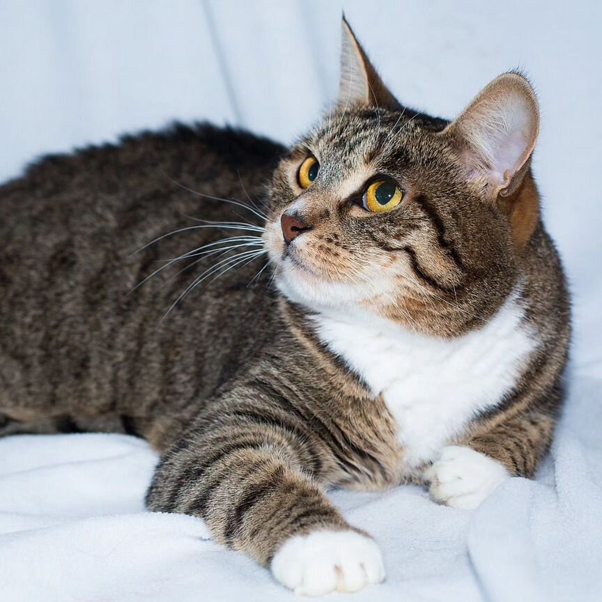 Шакиру никто не замечает