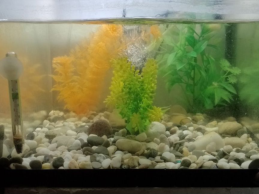 Аксилатон чёрный