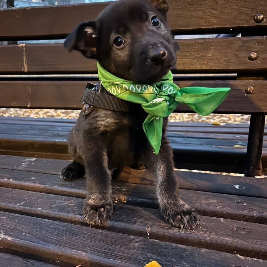 Щенок будет не большим