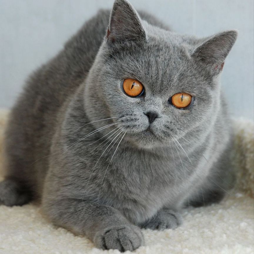 Британская кошечка
