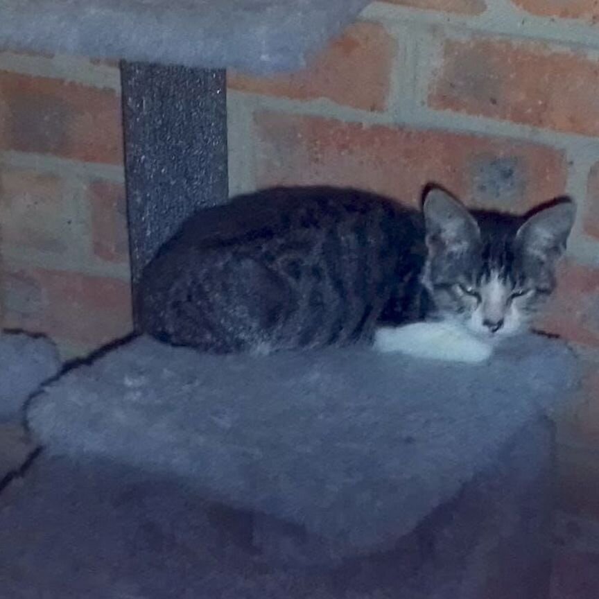 Котята в добрые руки + корм бонусом