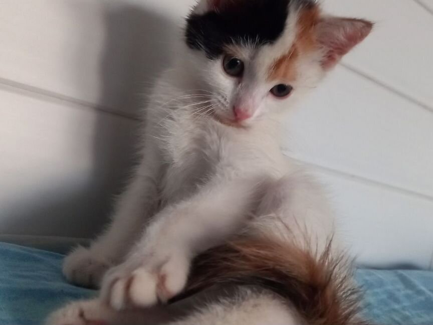 Кошка в дар