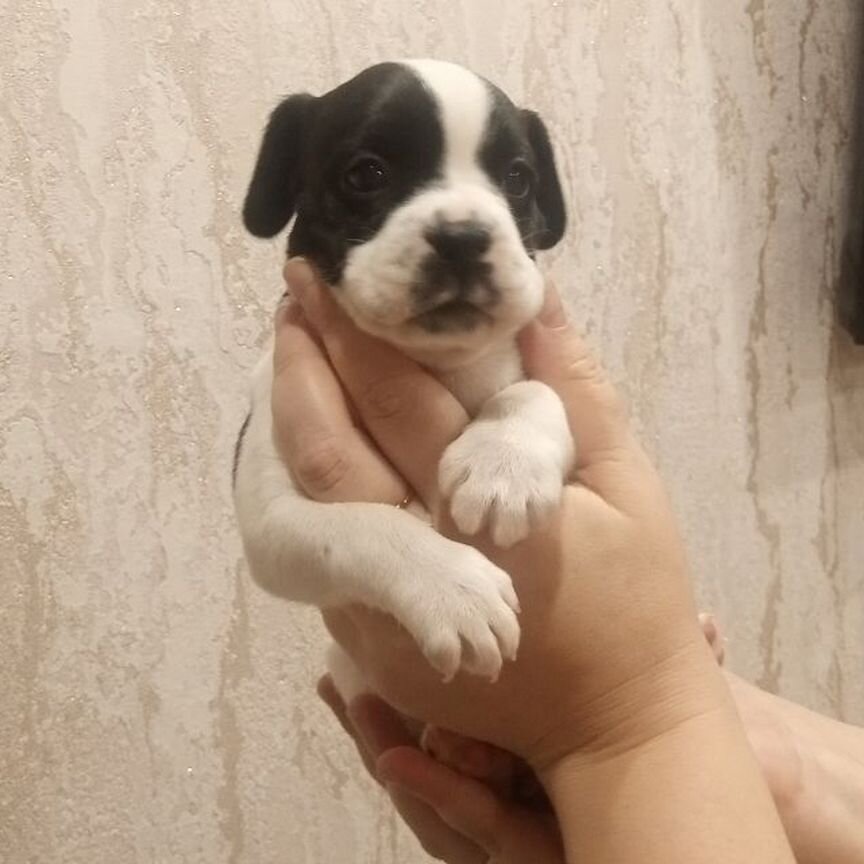 Французский бульдог, щенок