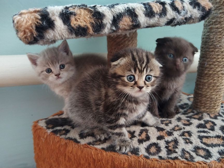 Шотландские вислоухие котята