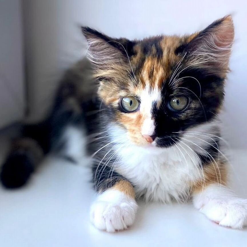 Котенок девочка