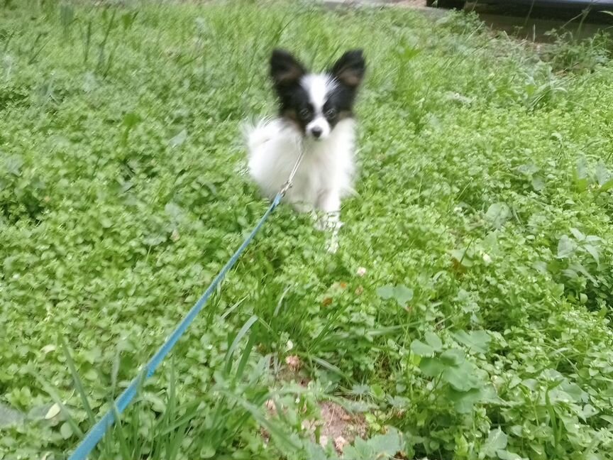 Папийон мальчик