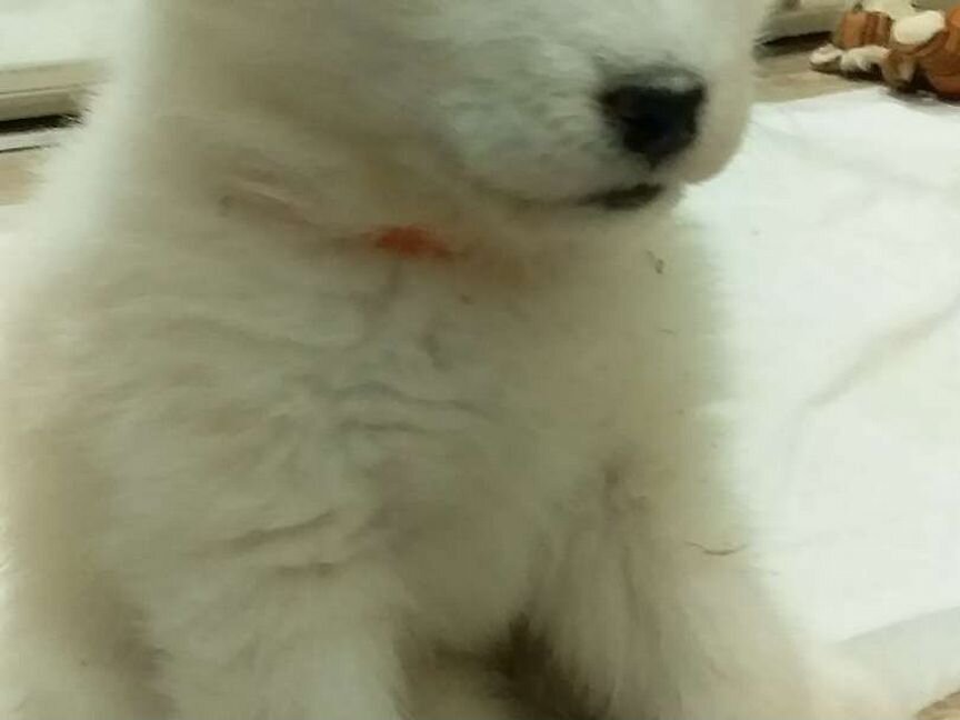 Самоед щенок девочка