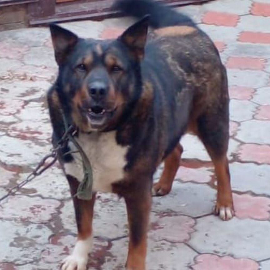 Взрослый пёс в добрые руки