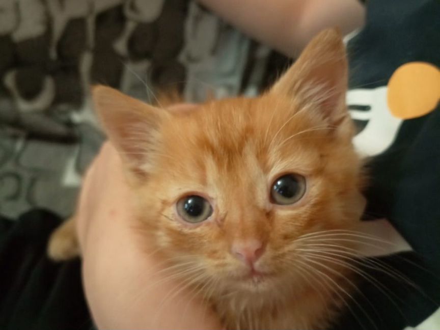 Котята в добрые руки бесплатно мальчик