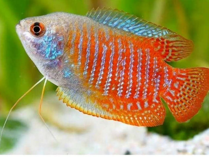 Лялиус полосатый