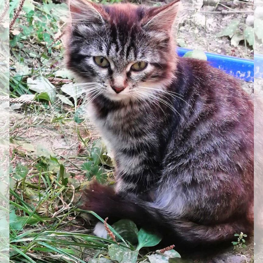Тея, котёнок