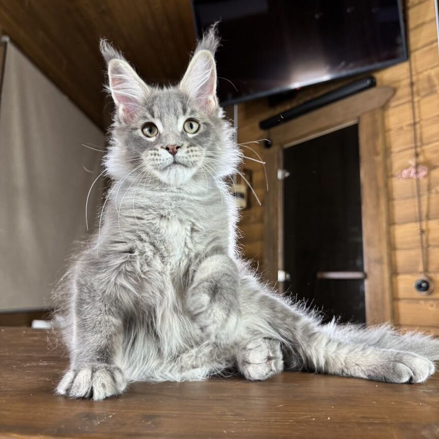 Мейн-кун котик