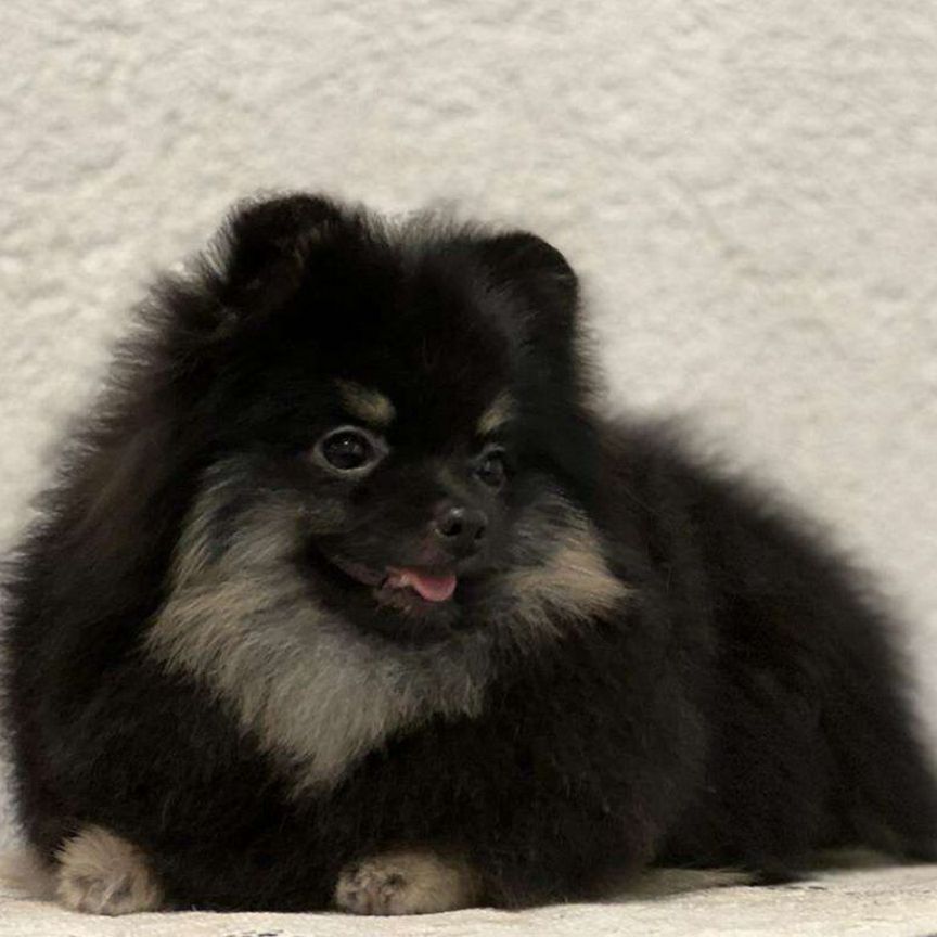 Померанский шпиц