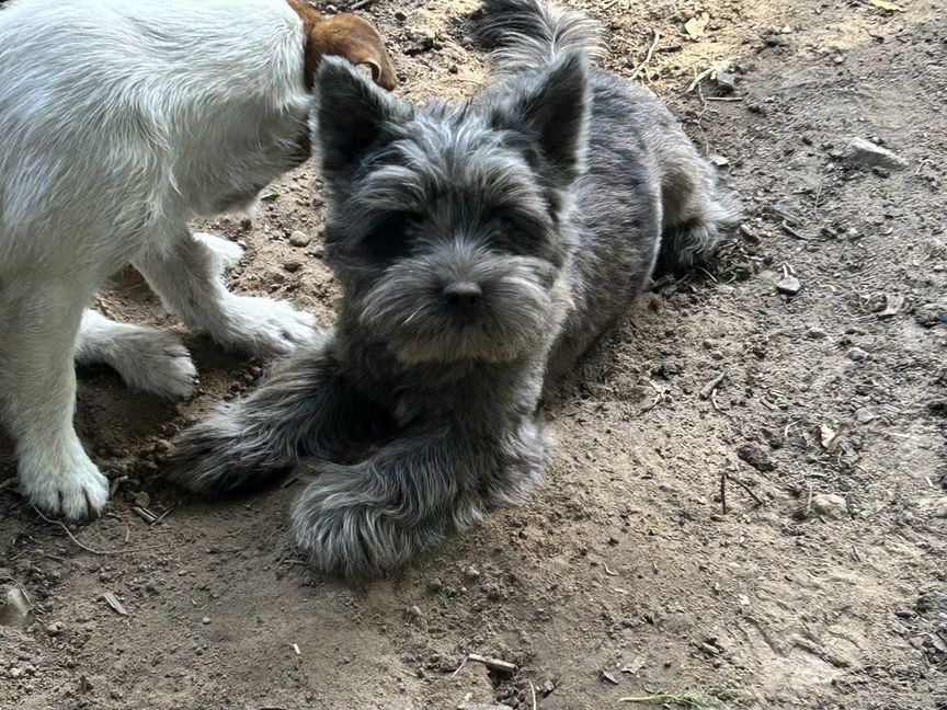 Йоркширский терьер, девочка, 4 мес