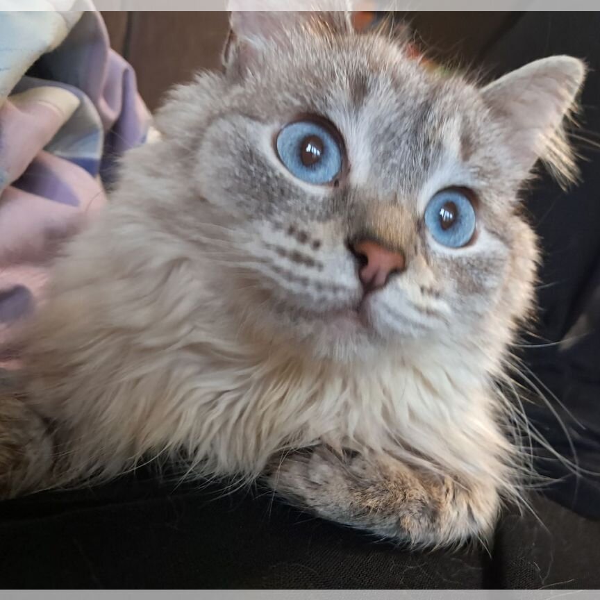 Взрослая кошка в добрые руки