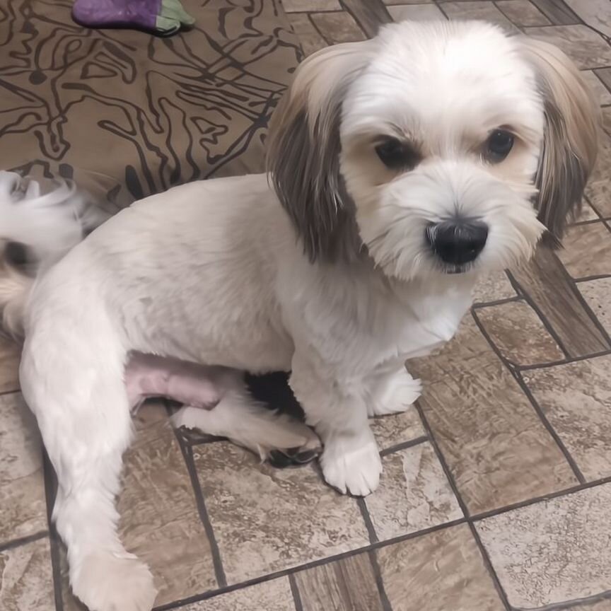 Русская цветная болонка, взрослая собака