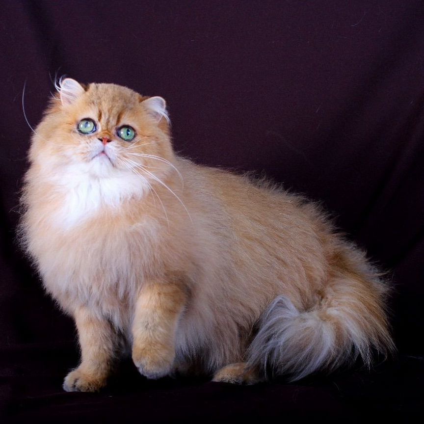 Шотландская золотая шиншилла
