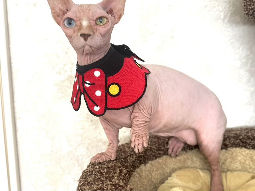 Кошка сфинкс