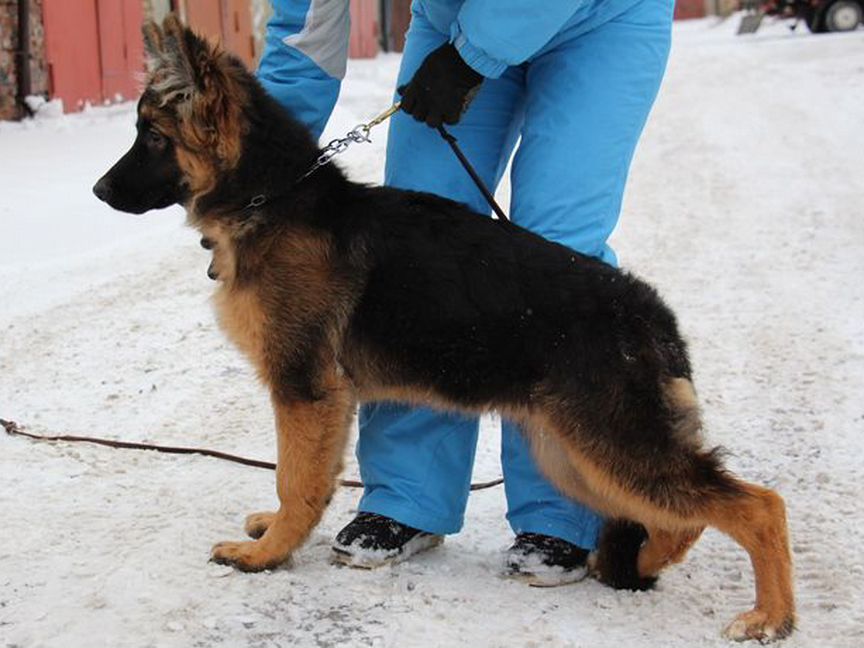 Немецкая овчарка из питомника