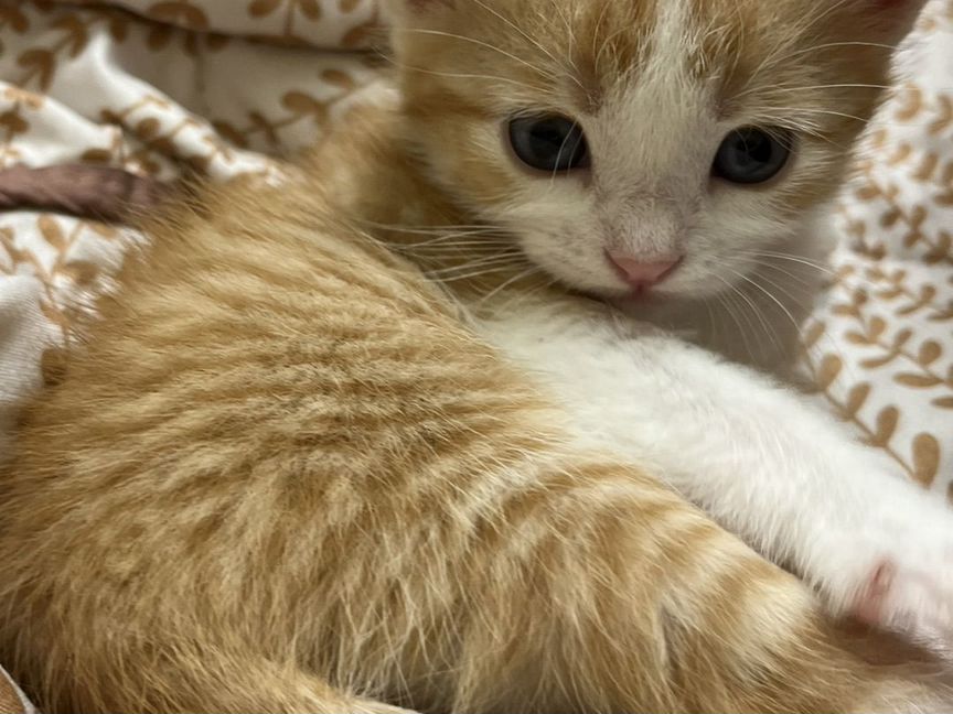 Котенок в добрые руки